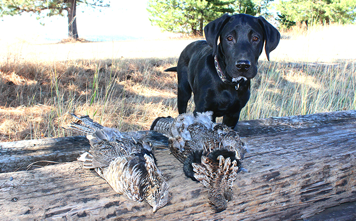 10 Hunting Dogs You Can't Miss
