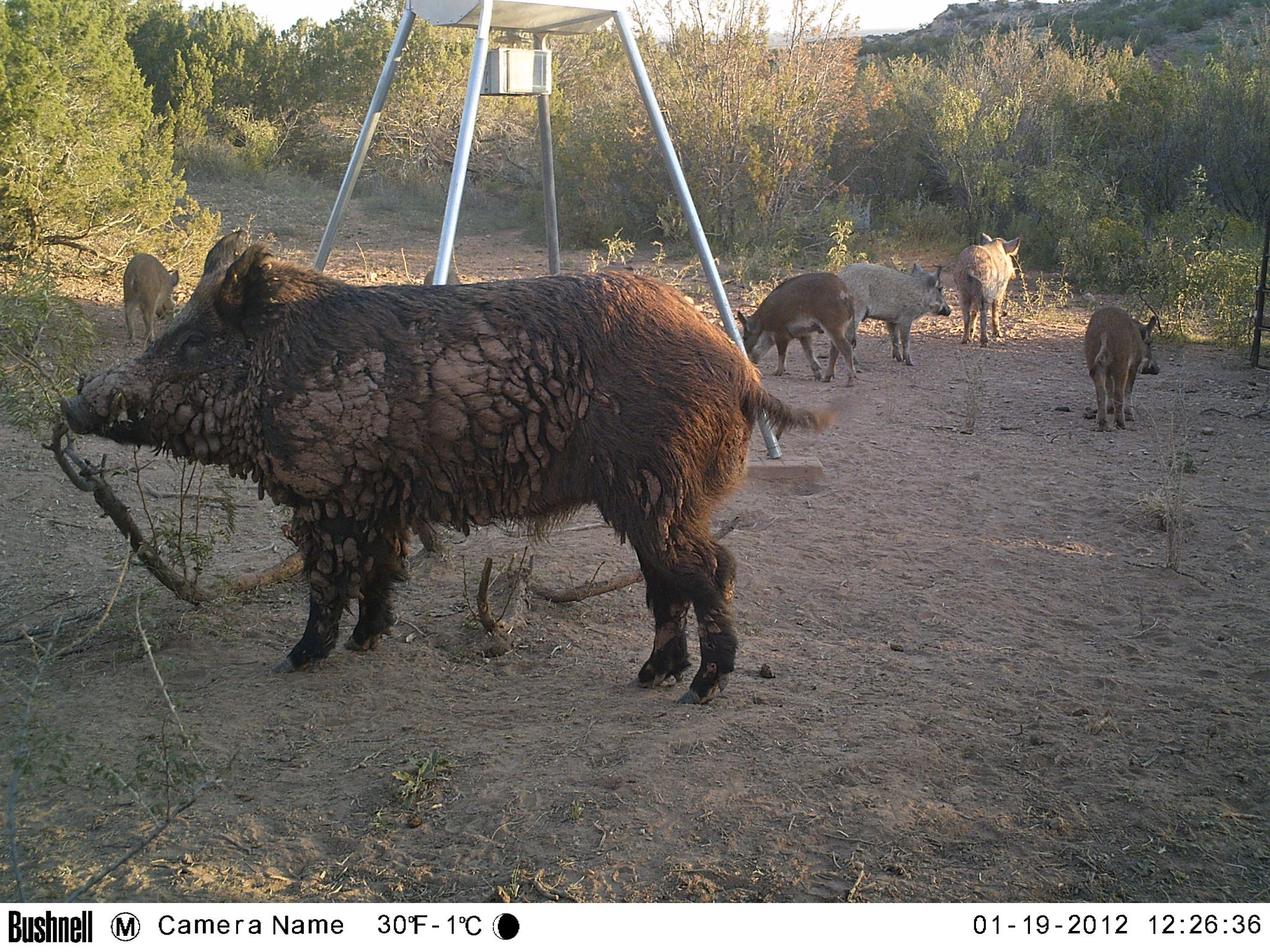 3 Reasons To Hunt Hogs this Summer Top 3 Hog Hunting Benefits