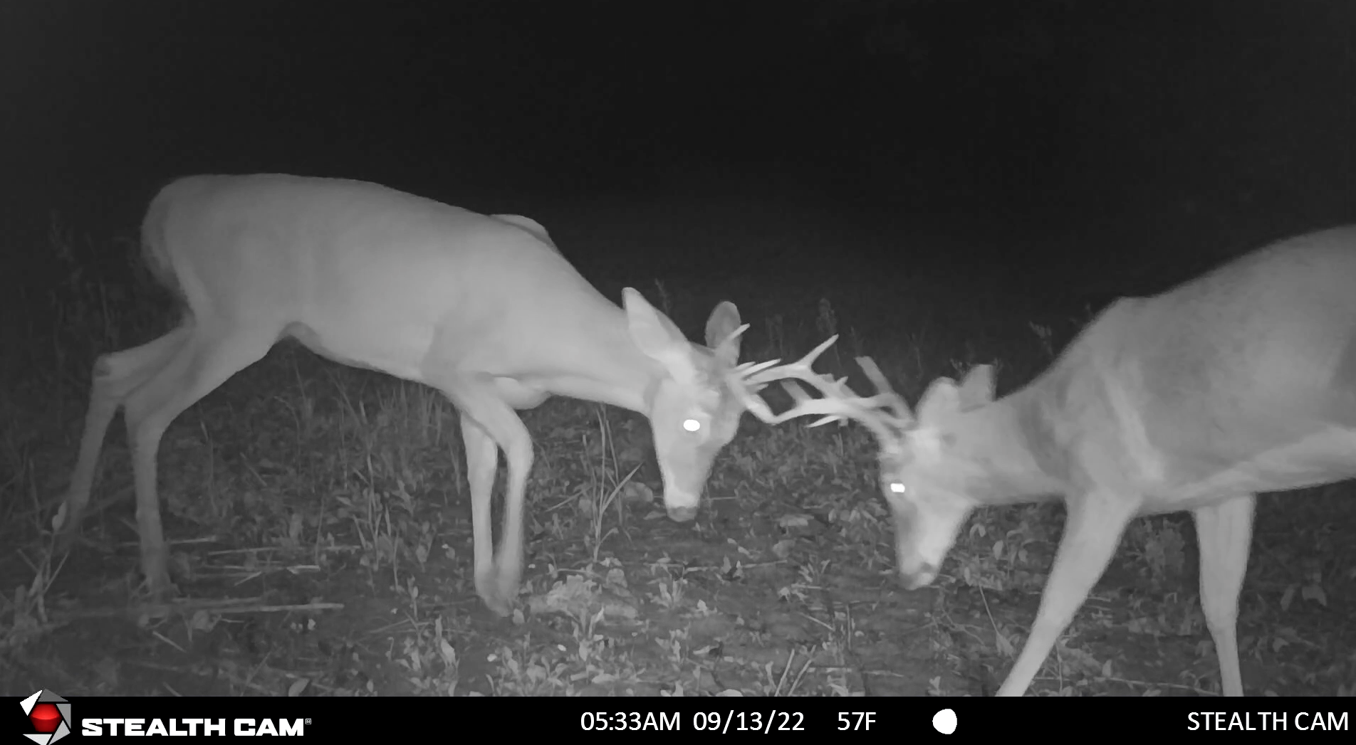 Rut Tracker 2023 – Tracking The Whitetail Rut Episode 2