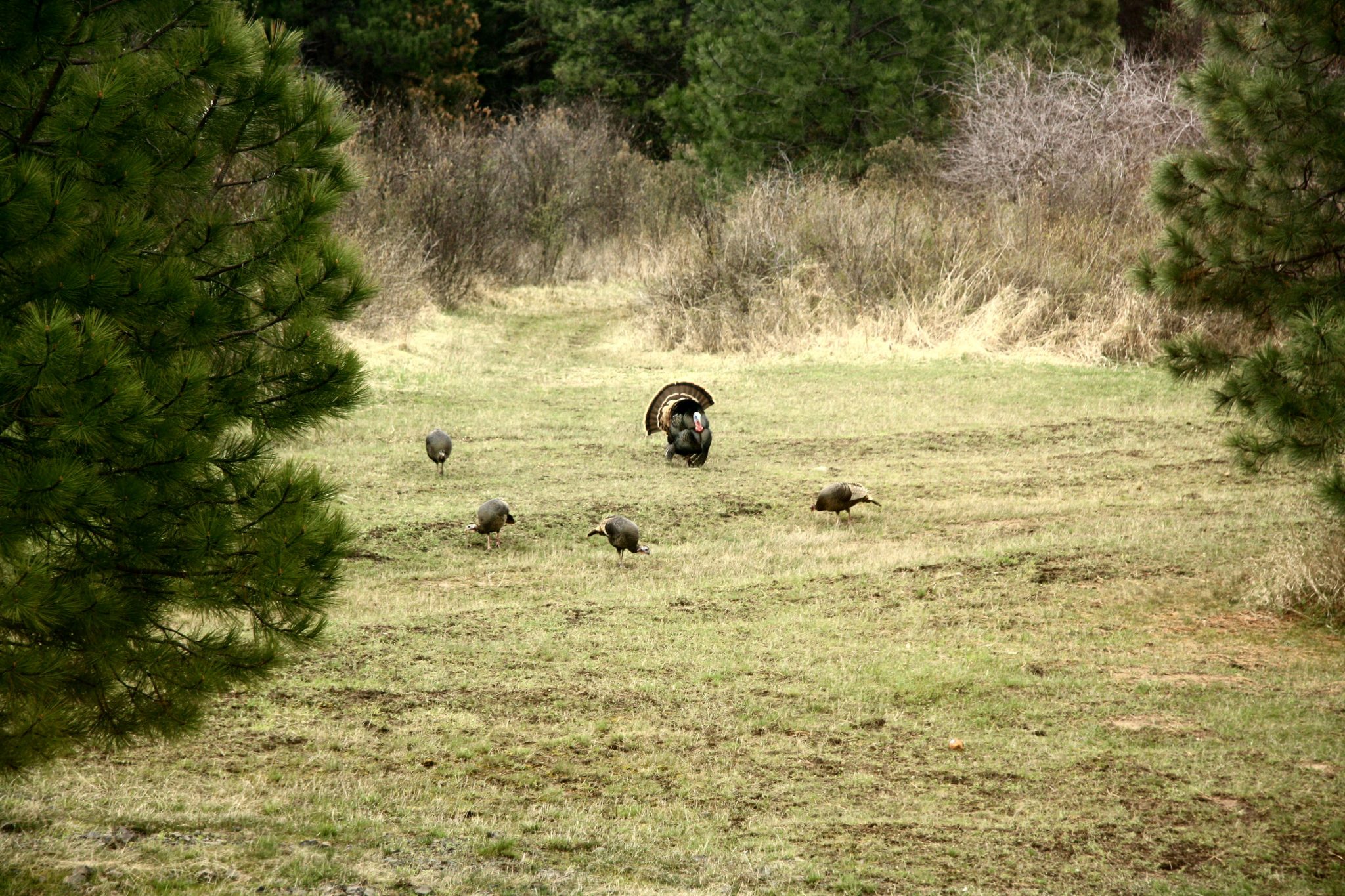 4 Turkey Bowhunting Tips - Hunting Turkey with a Bow Successfully